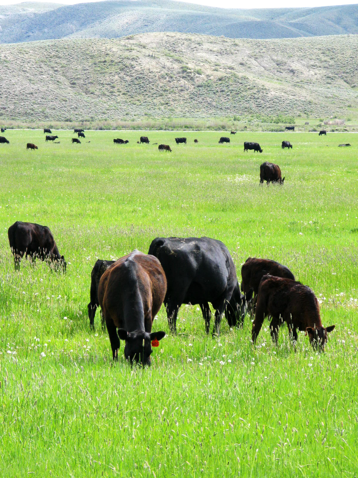 A Story: Open Spaces & Ranching - Agrarian Trust