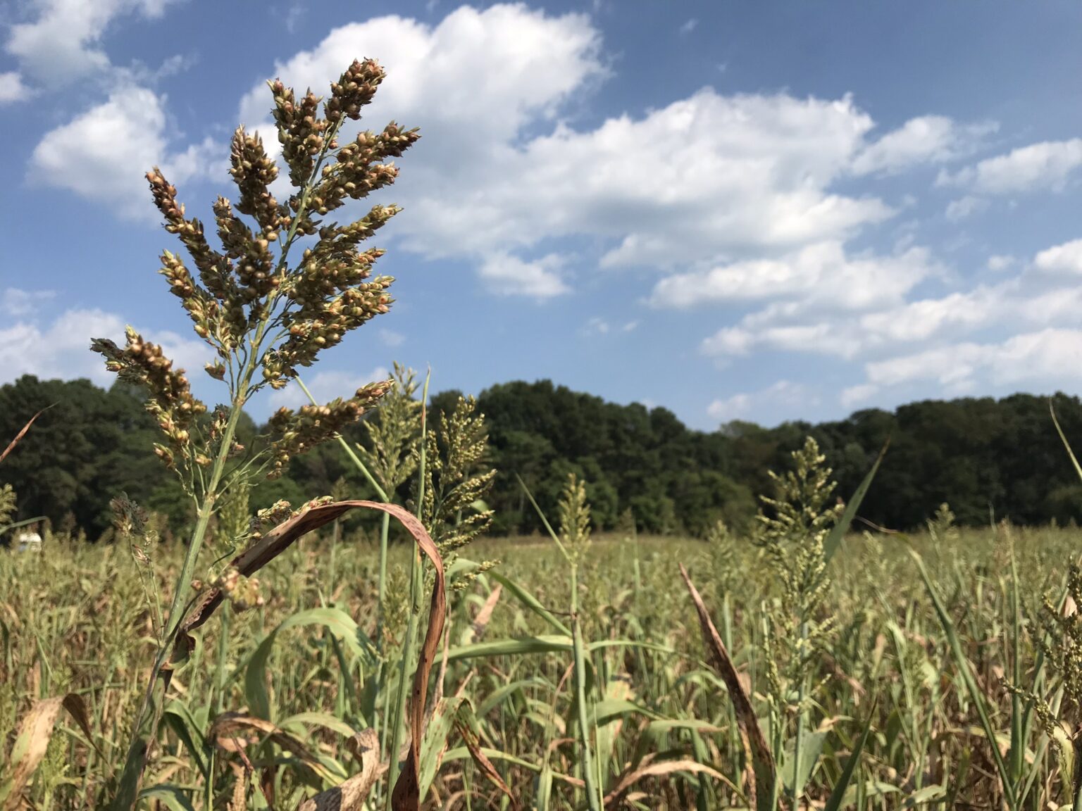 Ostrom's Eight Design Principles for a Successfully Managed Commons ...